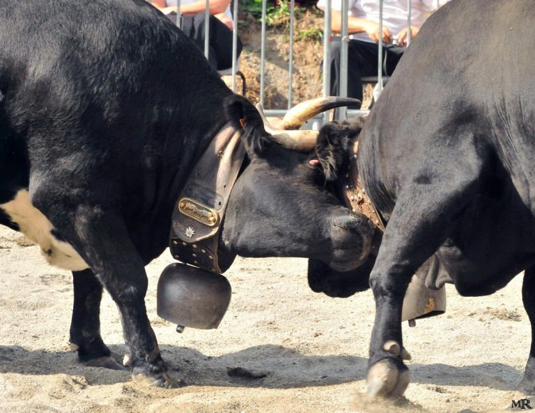 Animaux 01 - Photoshoplus