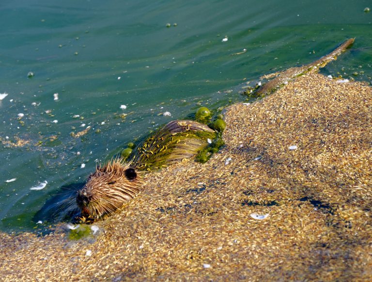 Animaux 21 - Photoshoplus