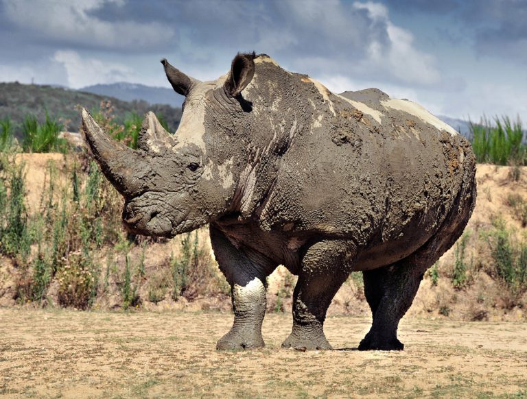 Animaux 28 - Photoshoplus