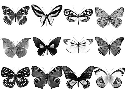 Pinceaux Papillons (4) - Photoshoplus
